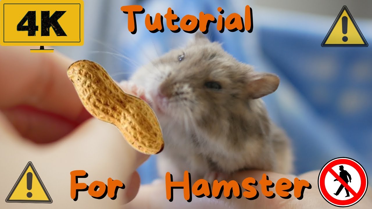 [4K]How A Campbell Hamster hunt down its prey - YouTube