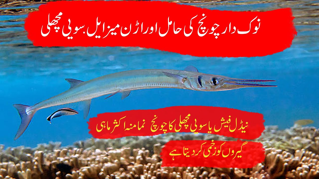 Needle fish beak-like mouths often injure fishermen - YouTube