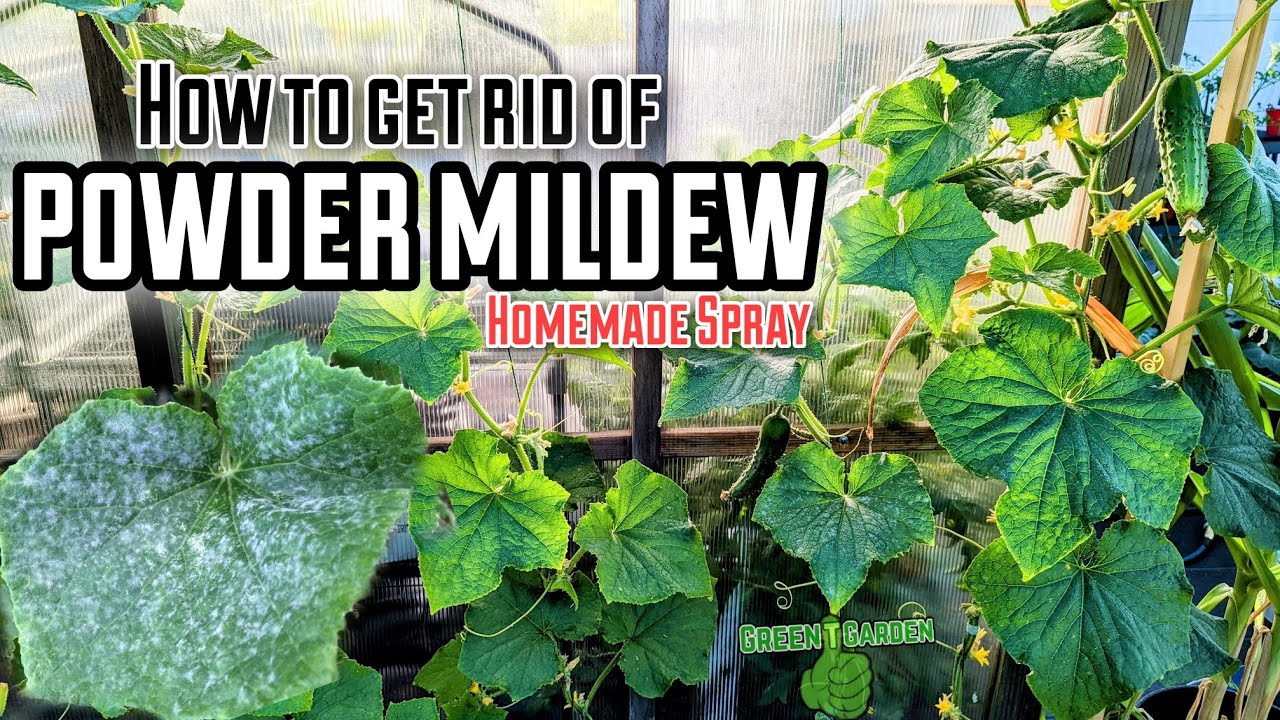 How to get rid of powdery mildew | Natural Homemade Spray | FAST-ACTING ...
