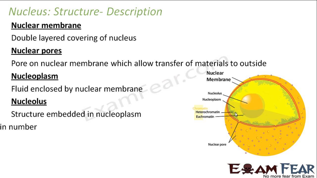 Biology Fundamental Unit of Life part 7 Structure of cell Nucleus CBSE ...