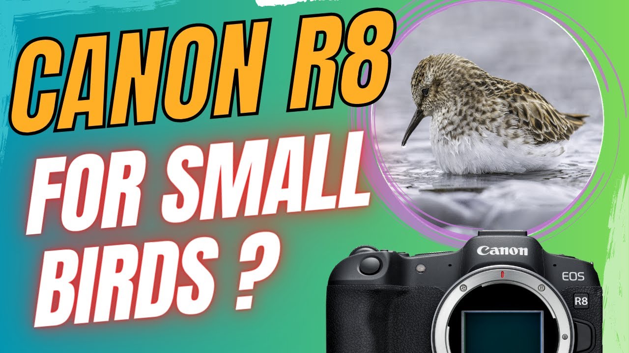 Canon R8 - Can You Use It for Bird Photography? Is 24 MP enough for ...