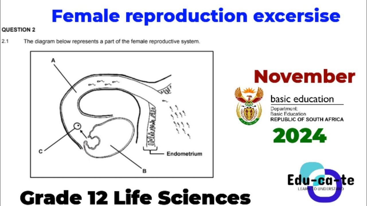 Female reproductive system (Nov 2024) - grade 12 Life Sciences - YouTube