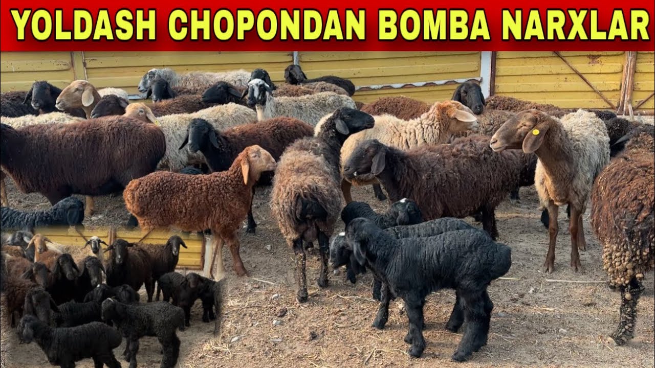 YOLDASH CHOPONDAN ENA BOLALAR VA 2 PARTIYA QOCHQORLAR - YouTube