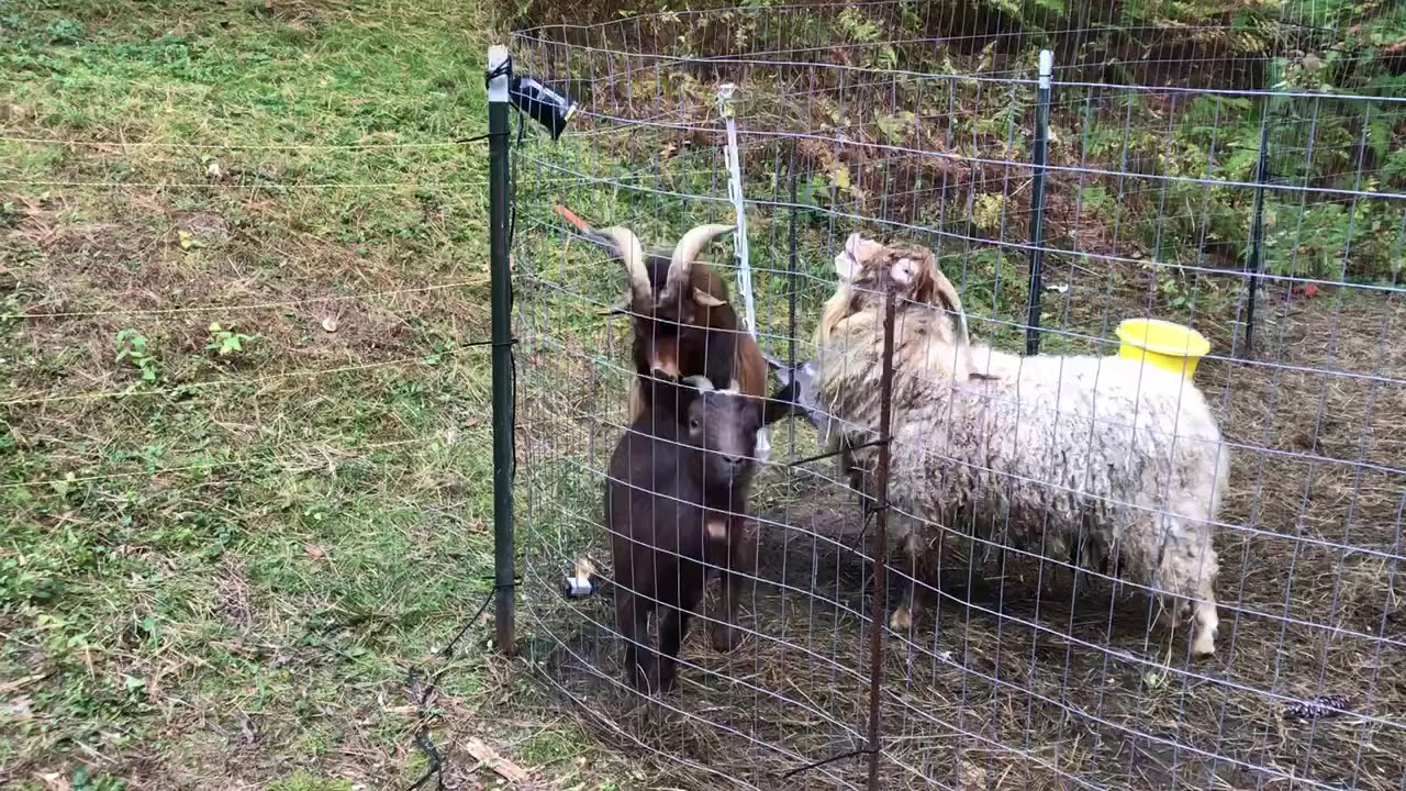 Living Hope Farm - YouTube