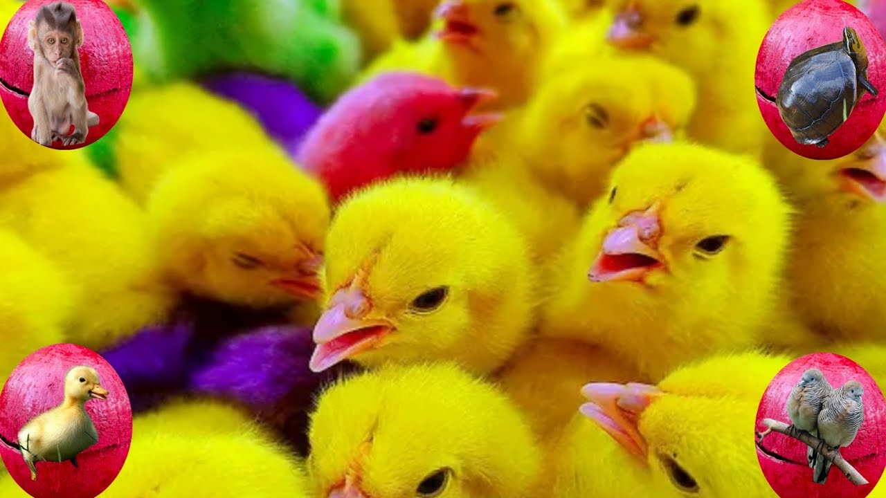 Tangkap Ayam Warna Warni, Ayam Reborn, Ayam Teletubbies, Monyet, Marmut ...