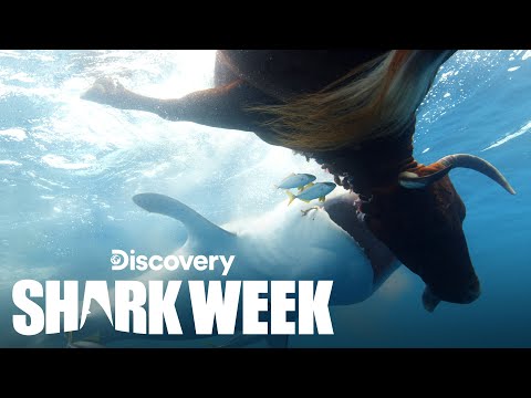 Tiger Sharks Feast on a Cow Carcass | Shark Week