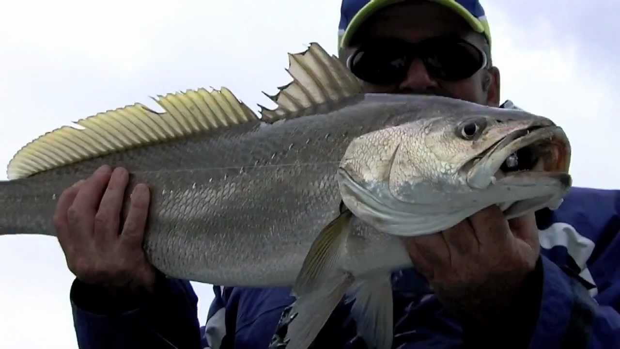 Holiday Jewfish - YouTube