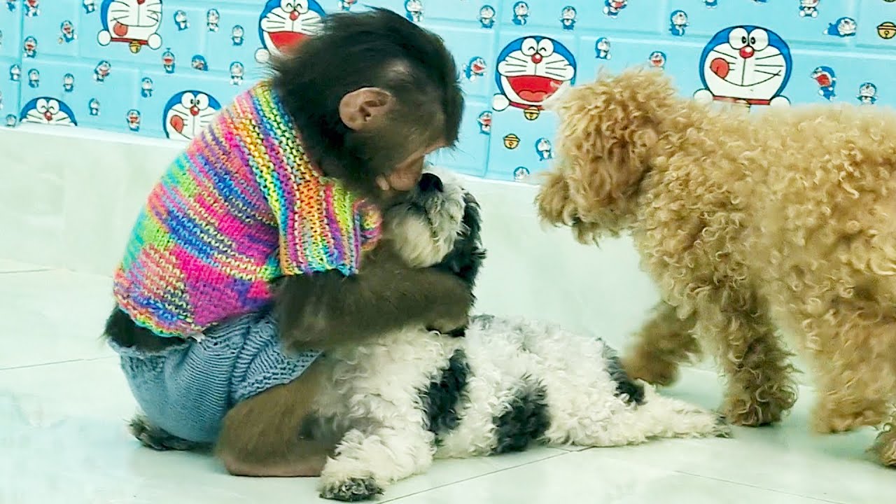 Monkey Baby Asher kisses and loves puppies - YouTube