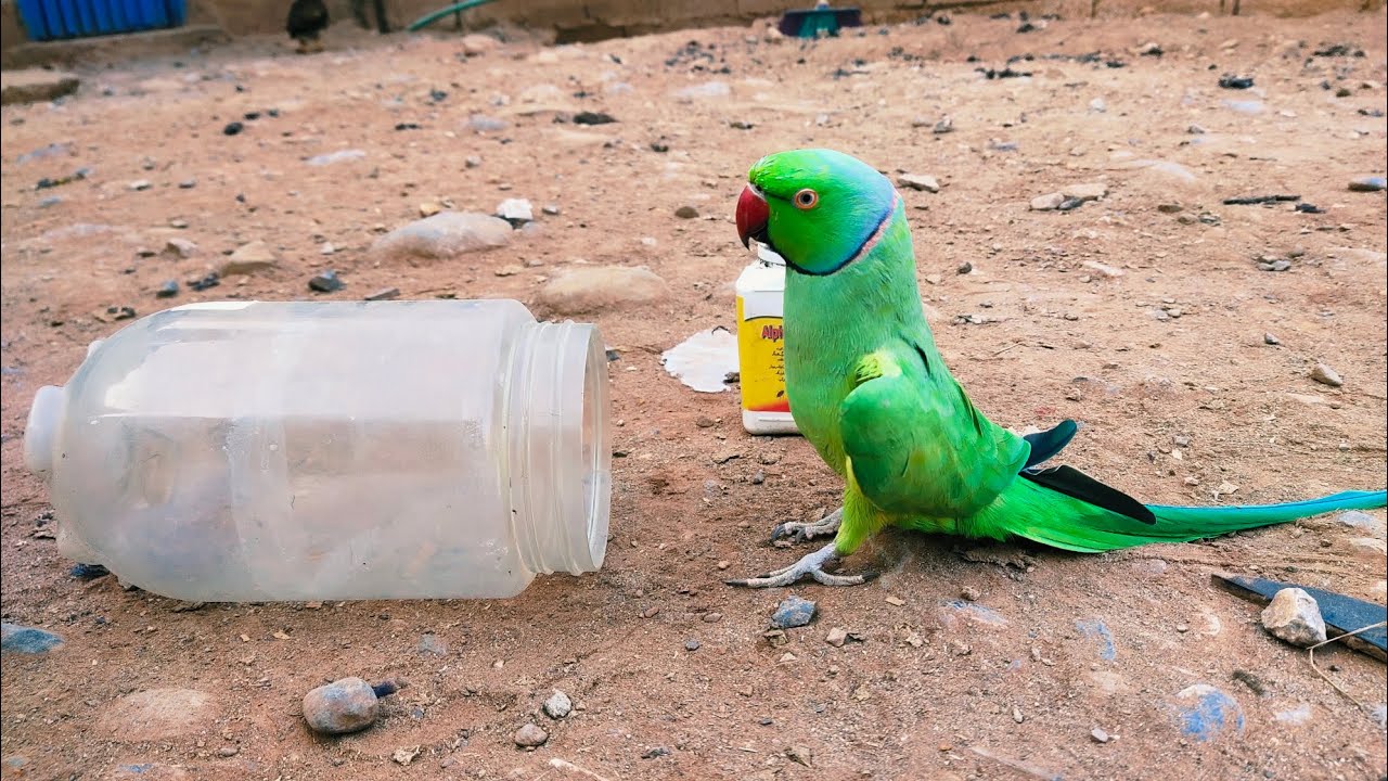 Parrot playing with bottle / Parrot playing with bottle / mittu botal ...