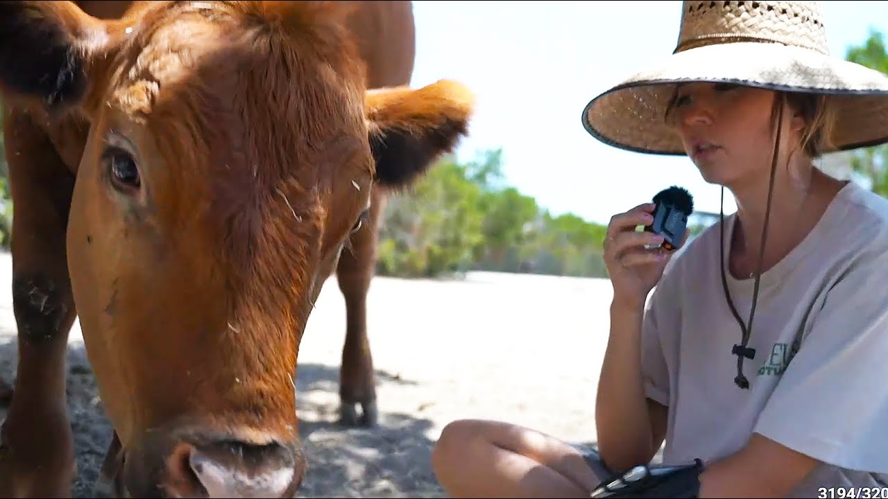 Maya gives Winnie, Acero, and the donkeys margarita enrichment at ...