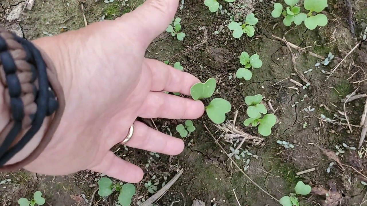 Brassica Battle ,Friged Forage Big and Beasty vs Whitetail Institute ...