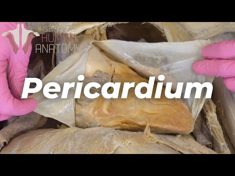 Your Heart Sits In a Sac??? | Pericardium & Pericarditis