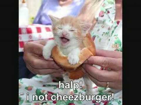 lolcat | LOLcats | Know Your Meme