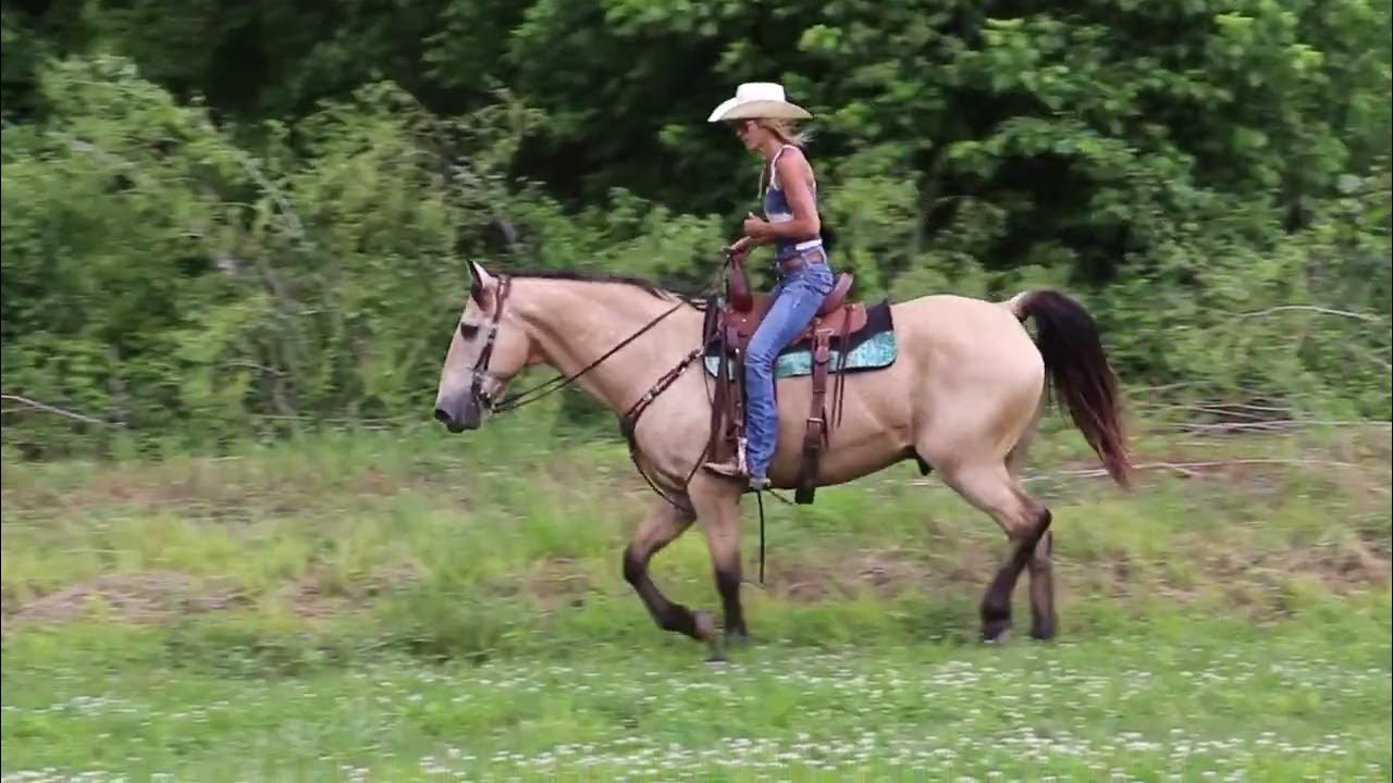 REALLY PRETTY BUTTERMILK BUCKSKIN PERCHERON QUARTER HORSE CROSSBRED GELDING, GENTLE AND RIDES ...