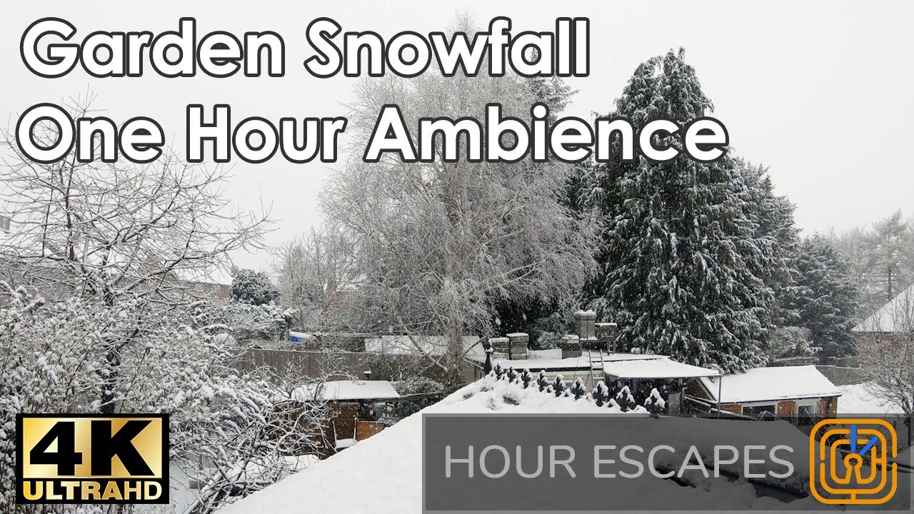 4K Garden Snowfall - One Hour Ambient Sound and Video - YouTube
