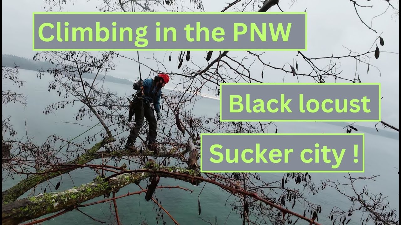 Tree Climbing. Pruning locust to maintain size and aesthetics (Poda de ...