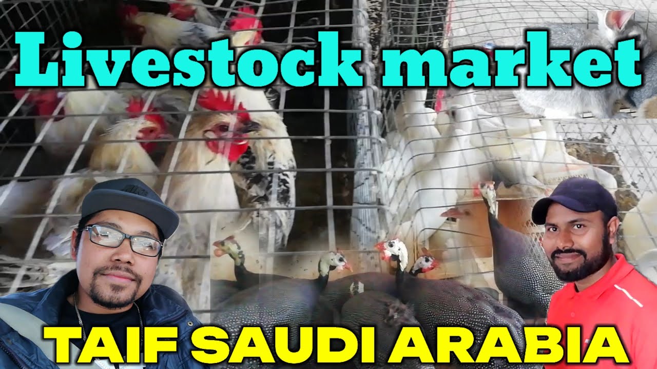 Livestock Market in Taif Saudi Arabia #farm#livestock - YouTube