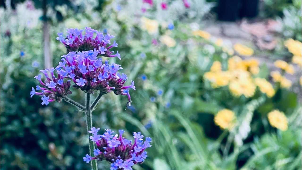 Sharing the blooms and the stillness/Golden hour garden tour - YouTube