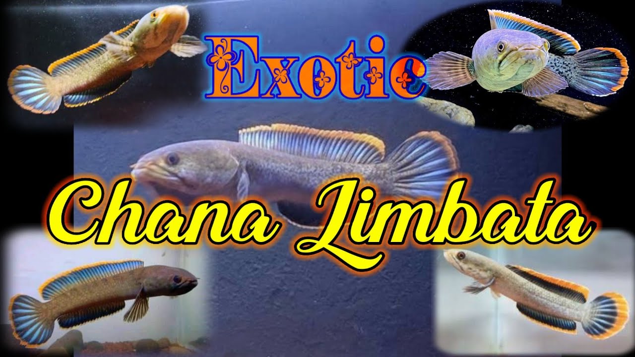 Exotic Chana Limbata - YouTube