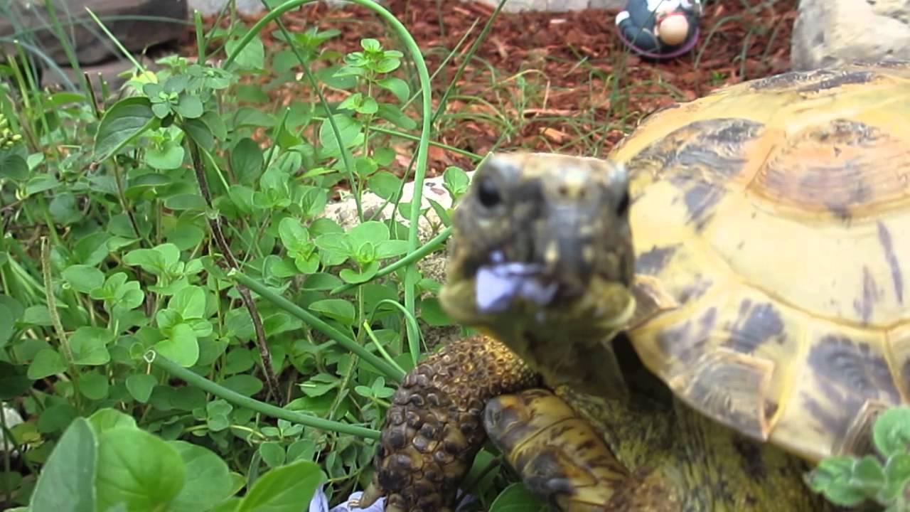 Bubba the Magic Tortoise Eating Flowers - YouTube