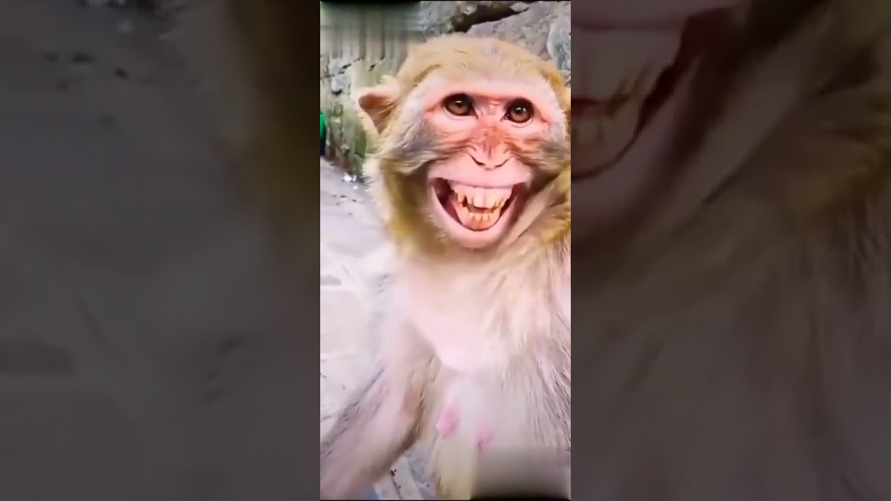 MONKEY LAUGHING MEME - YouTube