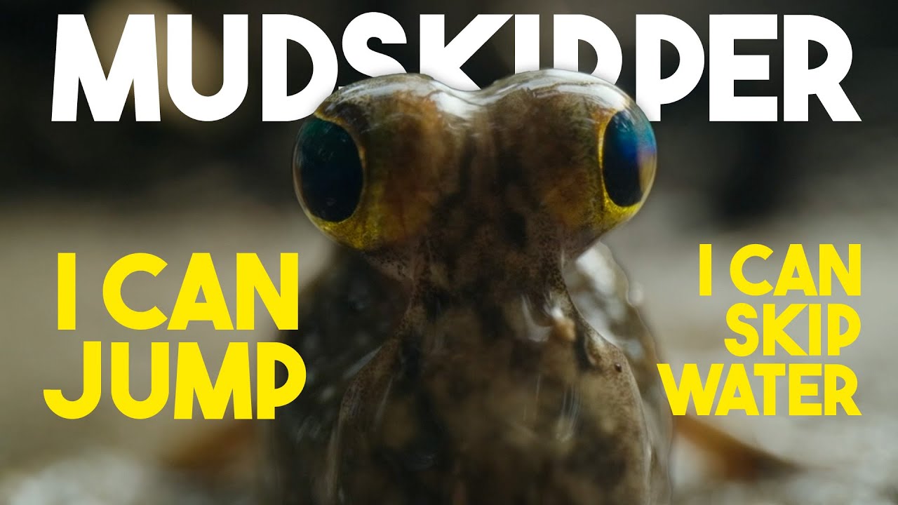 Dusky-gilled Mudskipper Mating Rituals: How These Walking Fish Find ...