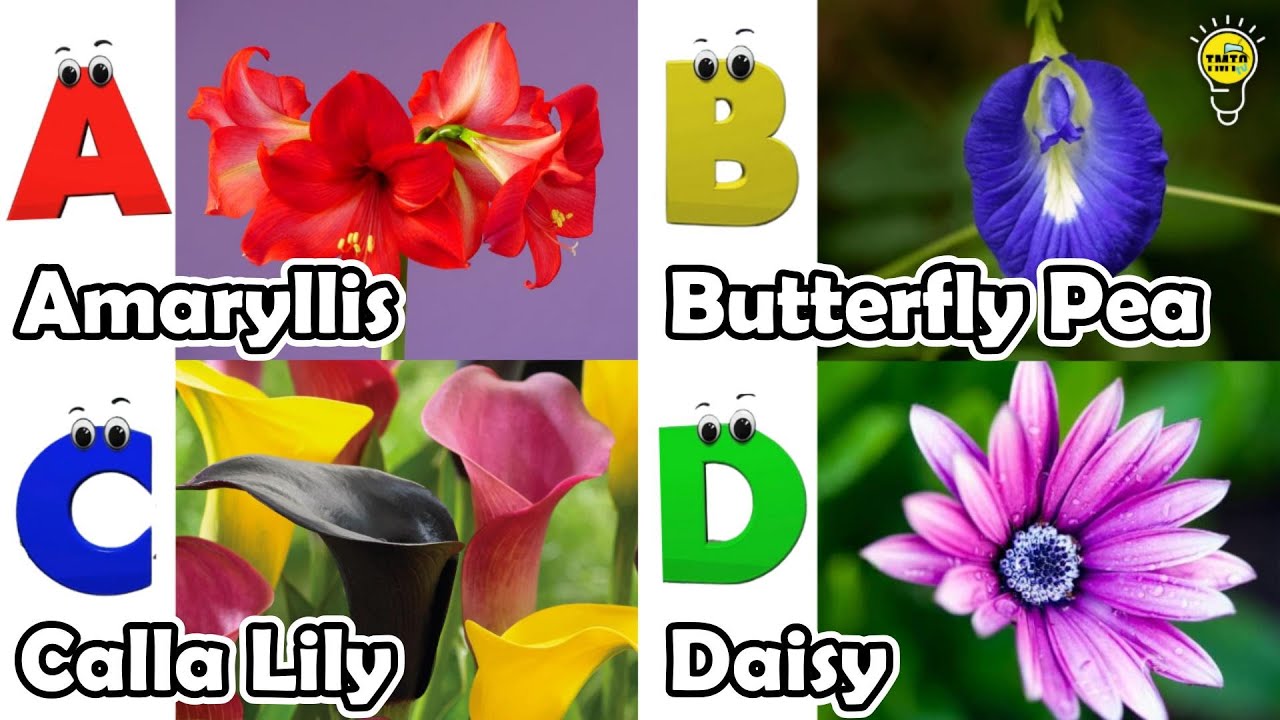 Flowers Alphabet Song | Flowers ABC Song | A to Z Flowers Names ...