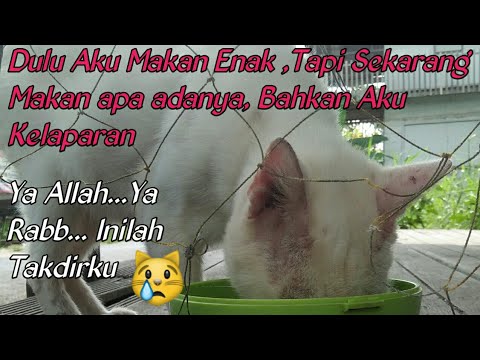 MEMBERI MAKAN KUCING YANG LAPAR(Feed a hungry cat#@popy borno channe# ...