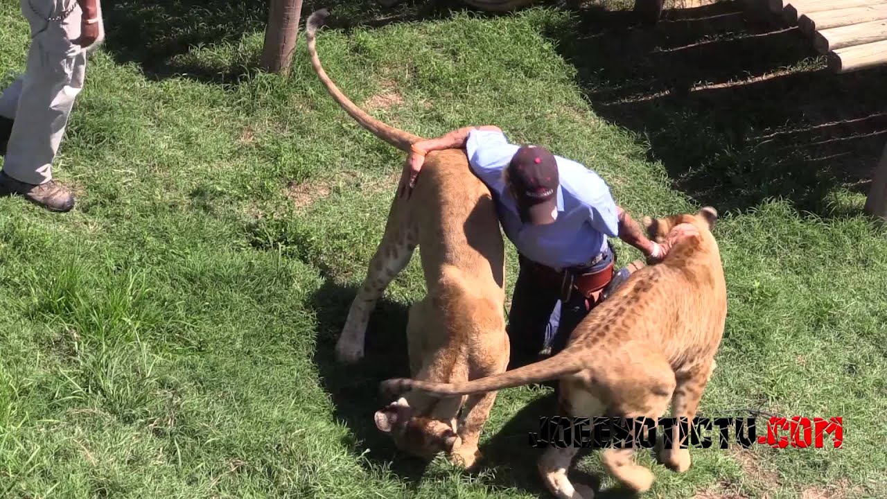 Brand New Big Cat Show At GW ZOO - YouTube