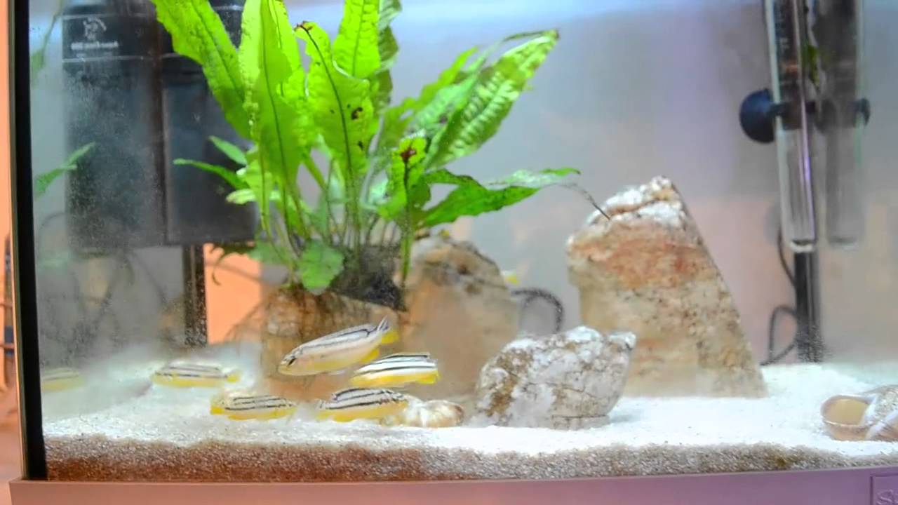 Auratus Fry Updates - YouTube