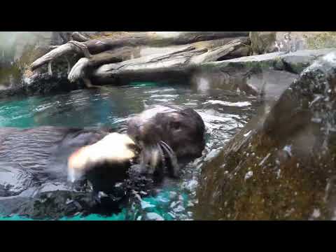 How Frisky Sea Otters Crack And Eat Crabs