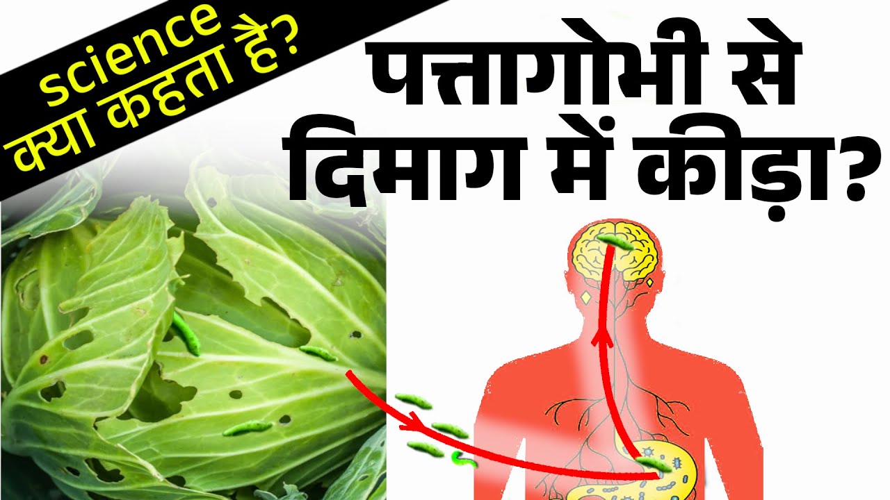 Cabbage worm infects brain? पत्तागोभी के कीड़े का सच | Pattagobhi khane ...