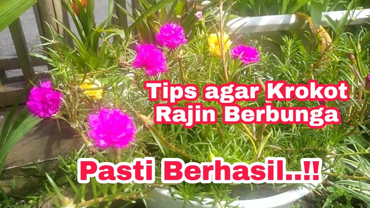 Tips Bunga Krokot Bunga Pukul 9 Rajin Berbunga | Tips How To Plant Care ...