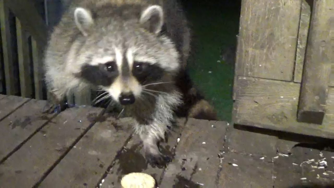 03 June 2024 Firby, Crabby, Agnes and Skooter - YouTube