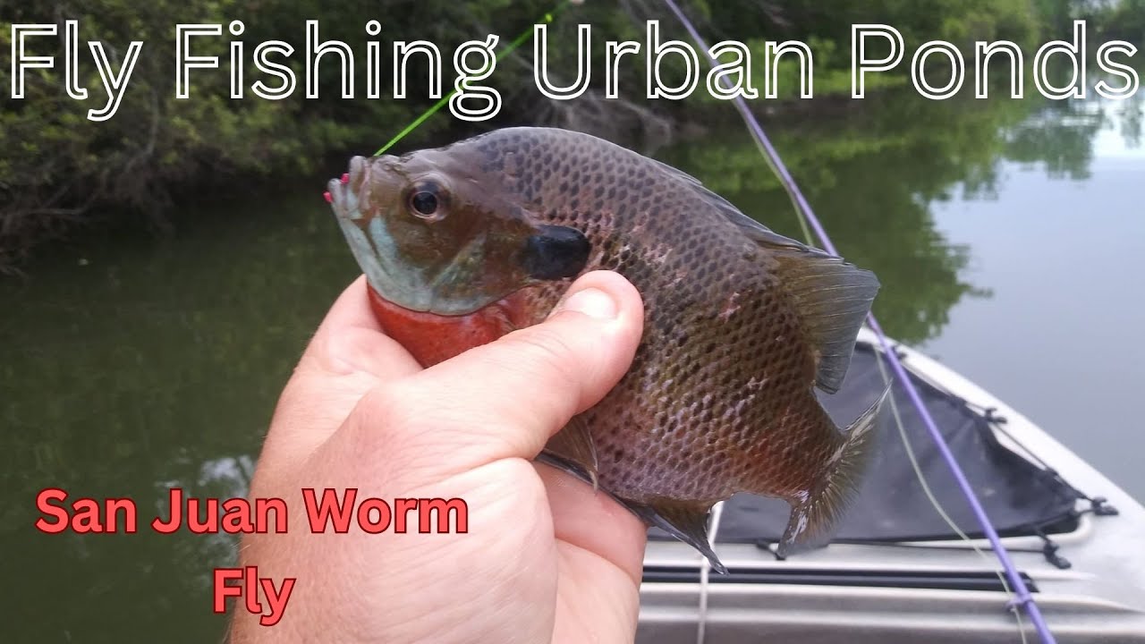 Fly Fishing New Urban Pond - YouTube