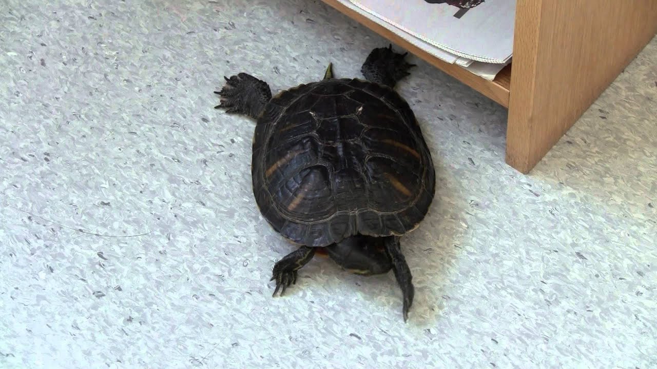 Skilpadde på avveie - YouTube
