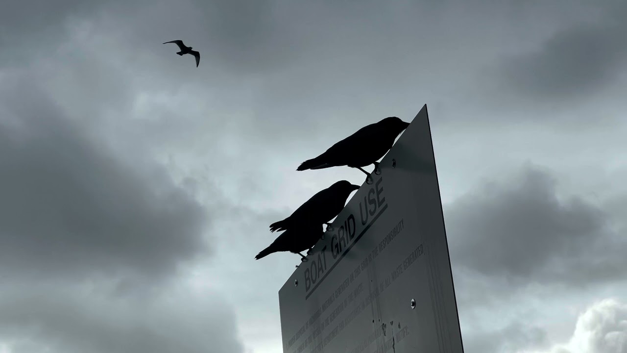 Crow mob in Ketchikan, AK - YouTube