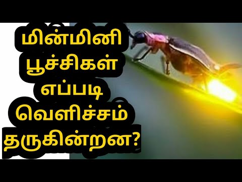 How do fireflies give light?/மின்மினி பூச்சிகள் எப்படி ஒளி தருகின்றன ...