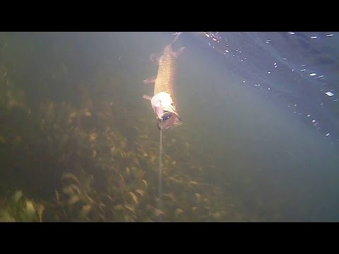 pike attack , water wolf camera corrib underwater - YouTube
