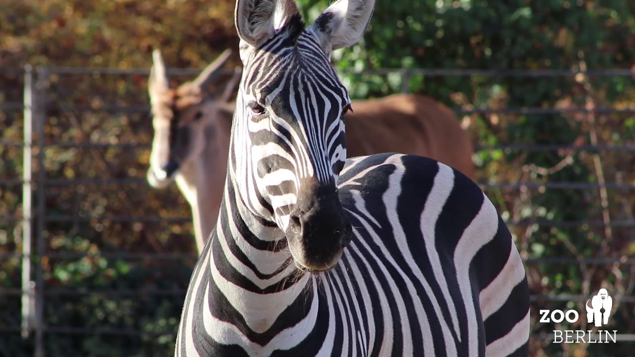 Zebras im Zoo Berlin - Zebras at Zoo Berlin - YouTube