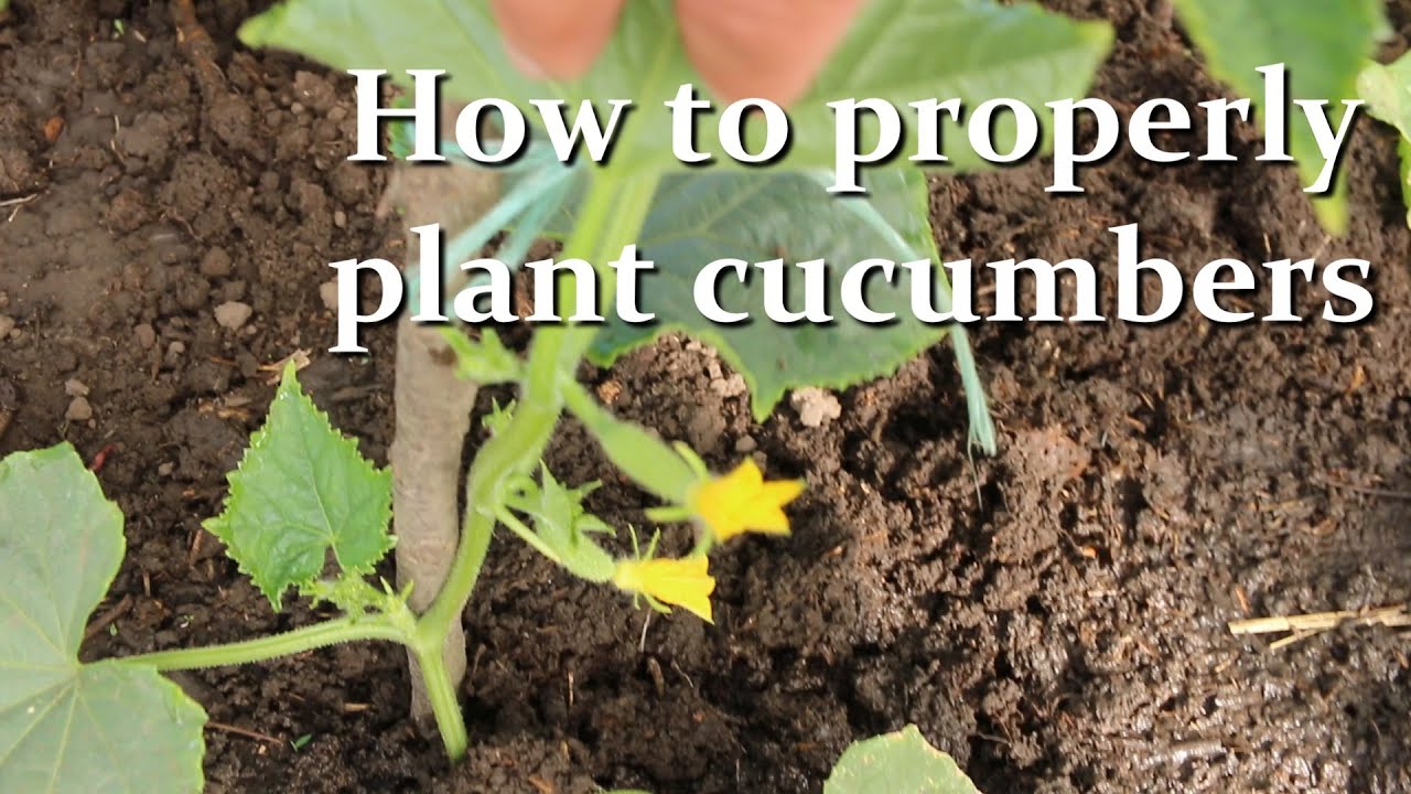 How to plant Cucumbers in the open ground or in the greenhouse. Some ...