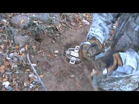 Best Step over set ever for Coyote Trapping and equipment and bait ...