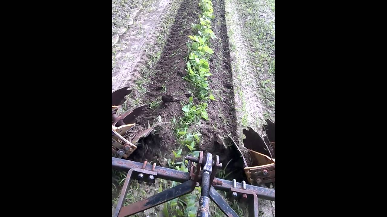 hilling some beans with row hippers - YouTube