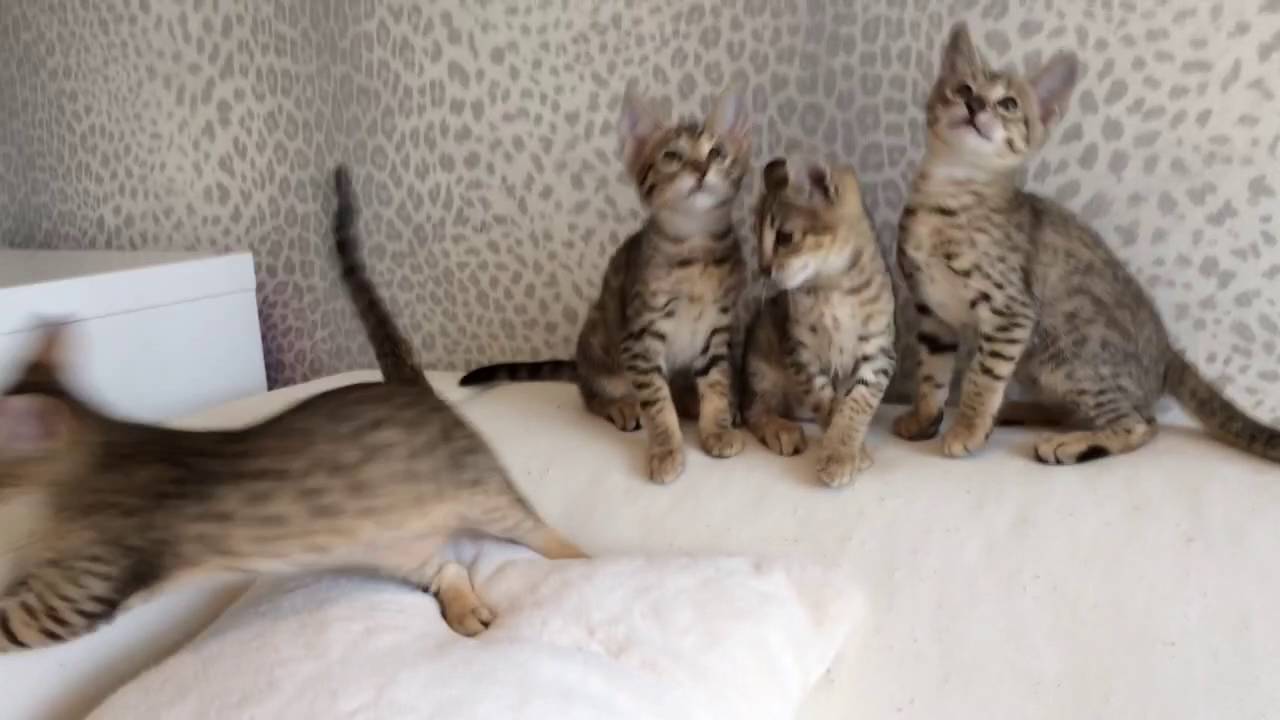 F6 SBT Savannah kittens playing (all available) - YouTube