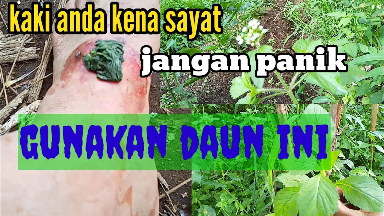 Mengobati luka sayat|| tanaman untuk obat penyembuh luka - YouTube
