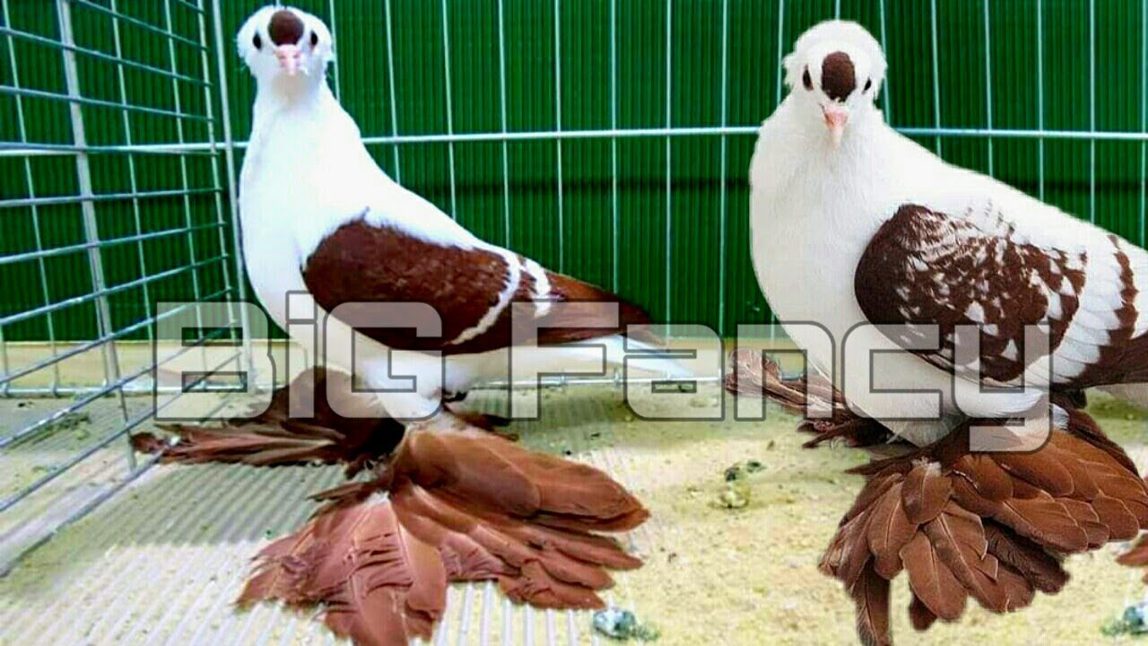 Amazing Indoor Pigeon Farm | Fancy Pigeon Loft | Fancy Pigeons Breeding ...
