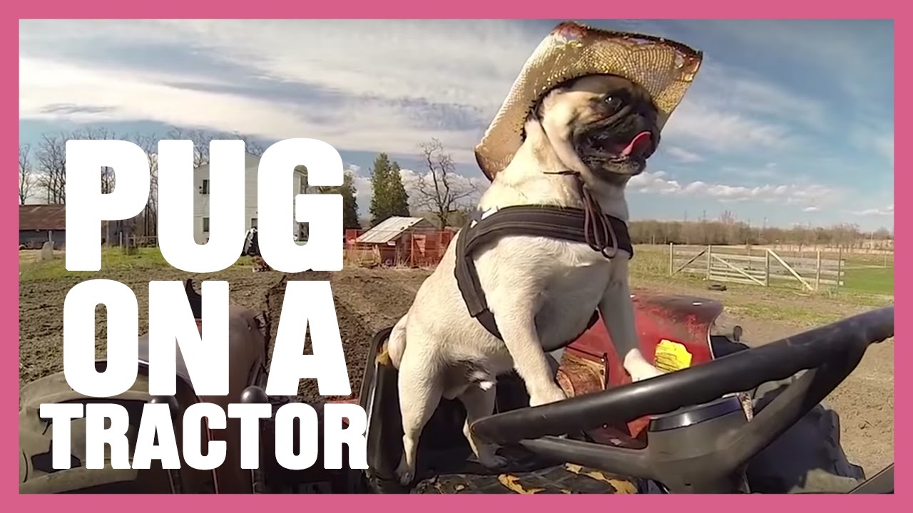 Cotton eyed joe - Pug on a tractor Edition - YouTube