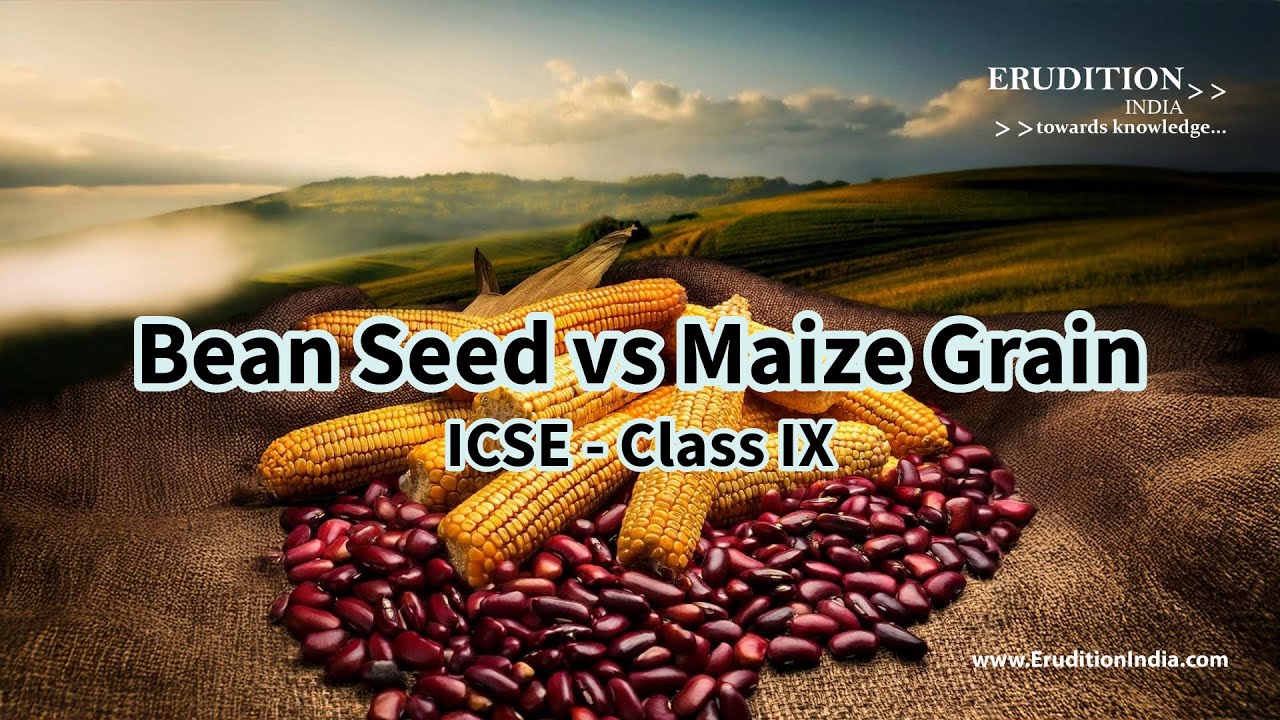 Bean Seed vs Maize Grain - A visual difference - YouTube