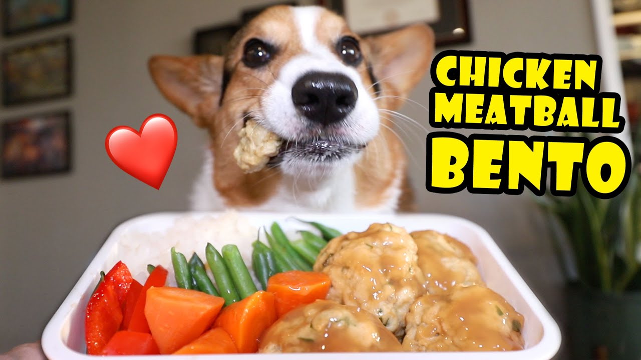 CORGI Trying Homemade Chicken Meatball BENTO (Dog Friendly) || Life ...