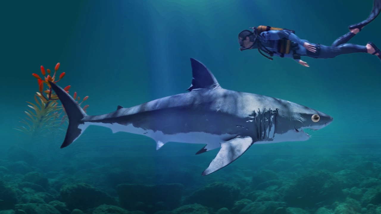 THE SHARK SONG - YouTube